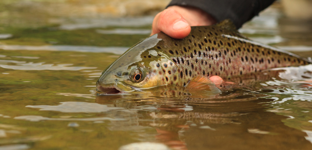 10 Beautiful Fly Fishing Photos | Active Junky