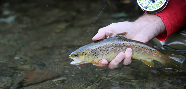 The Ultimate Fly Fishing Guide For Beginners | Active Junky